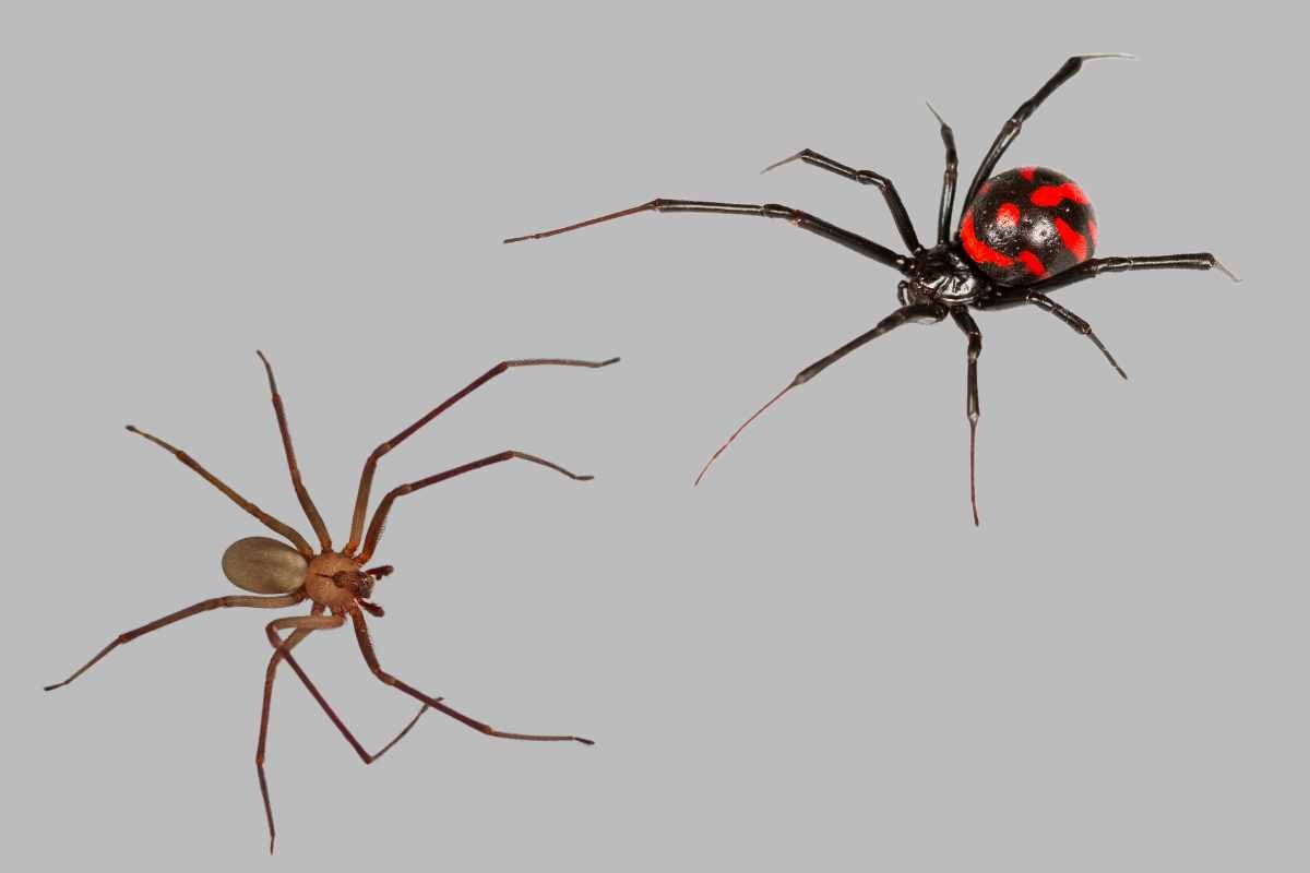 Dita amputate per il morso di questo ragno estivo: attenzione, come ...