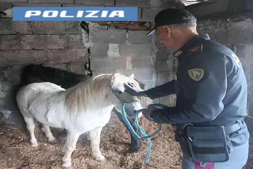 Scoperta una stalla abusiva a catania: pony in pericolo di macellazione ...